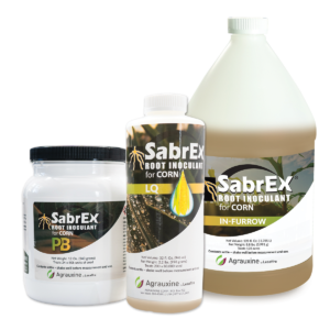 Agrauxine | SabrEx for Corn